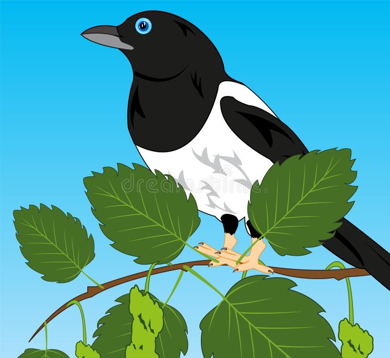 Bird Magpie Sits on Branch Tree Birch Stock Vector - Illustration of ...