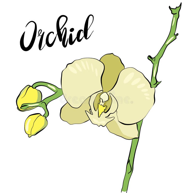 Vector Illustration with Yellow Orchid Stock Vector - Illustration of ...