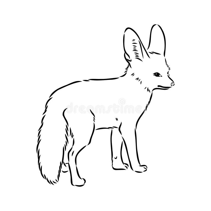 Vector Illustration of a Young Fennec Fox Walking. Fox Fenek Vector ...