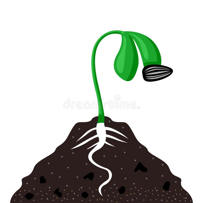 Cartoon plants sprout stock vector. Illustration of plant - 49515192
