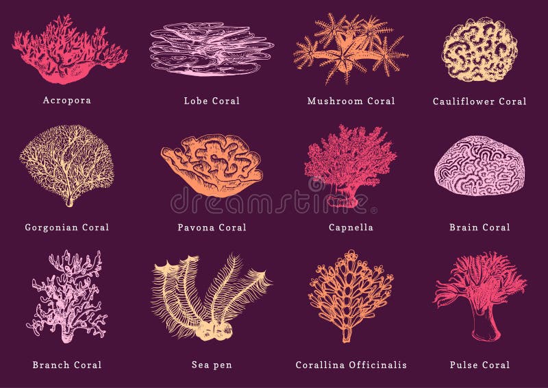Brain Coral Vector Illustration.Drawing Of Sea Polyp On White ...
