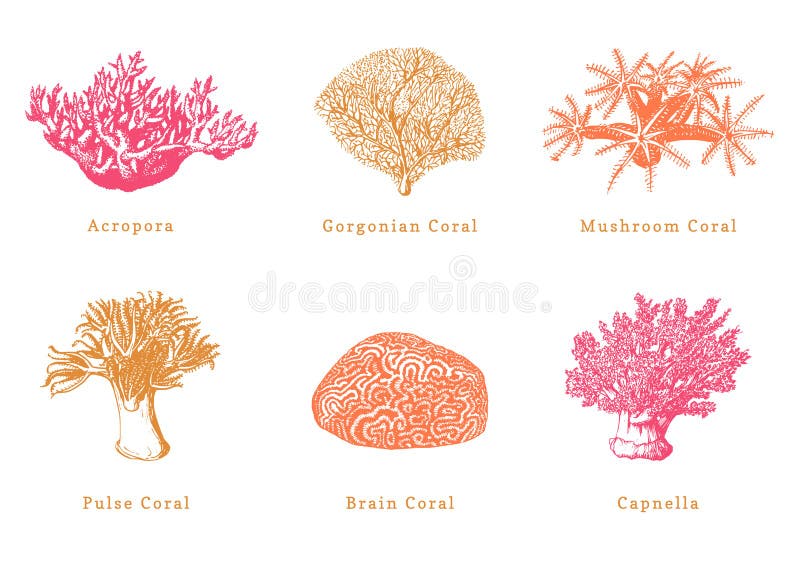 Vector Illustrations of Corals.Collection of Drawn Sea Polyps on Dark ...