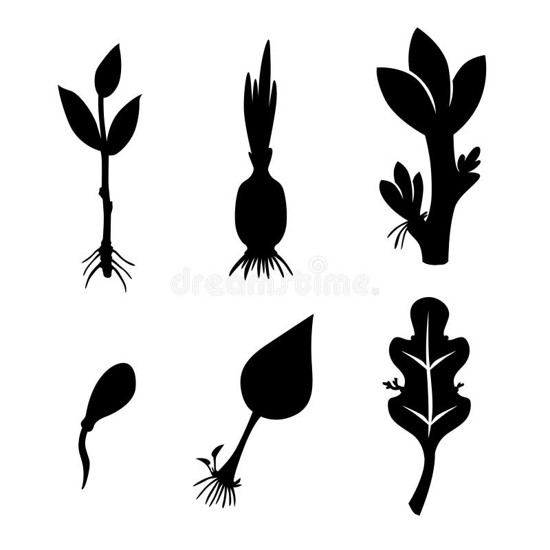 Different Plants Reproduction Set Icon Stock Vector - Illustration of ...