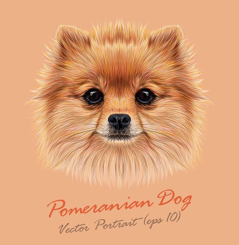 Pom Dog Stock Illustrations – 359 Pom Dog Stock Illustrations, Vectors ...