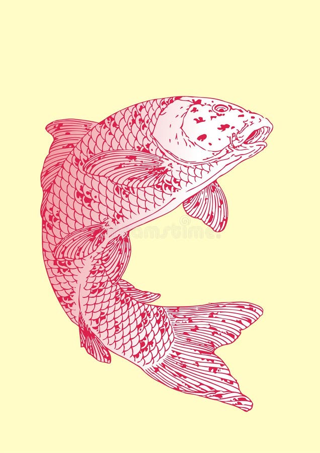 Carp stock vector. Illustration of creation, vector - 155542413