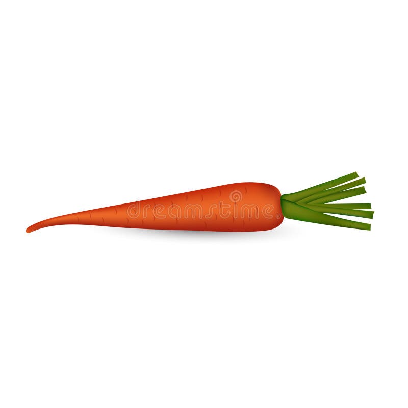 Vector Image of Carrot in Transparent Background Stock Vector ...