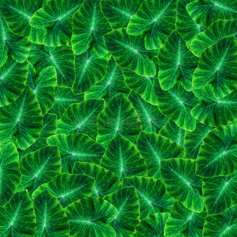 Image of Collection of Taro Leaves Stock Image - Image of taro, leaves ...