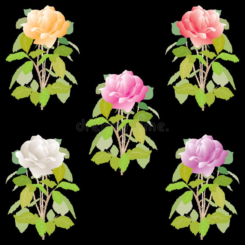 Vector Image of Delicate Colorful Garden Roses Stock Vector ...
