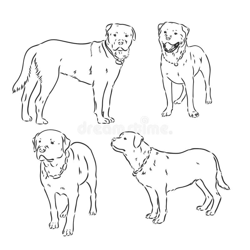 Labrador Retriever Hunting Sketch Stock Illustrations – 140 Labrador ...