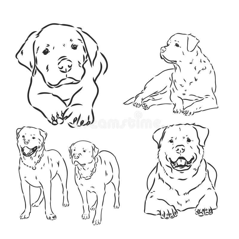 Labrador Retriever Hunting Sketch Stock Illustrations – 140 Labrador ...