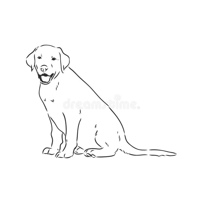 Vector Image of an Dog Labrador on White Background Stock Vector ...