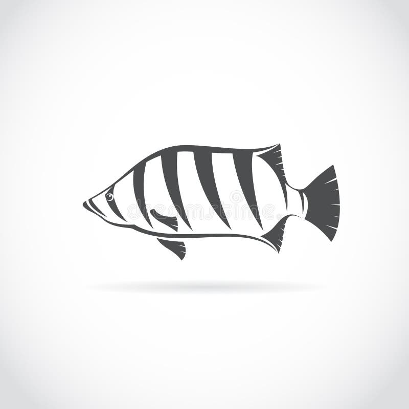 Vector Image of an Fish (Siamese Tiger Fish) Stock Vector ...