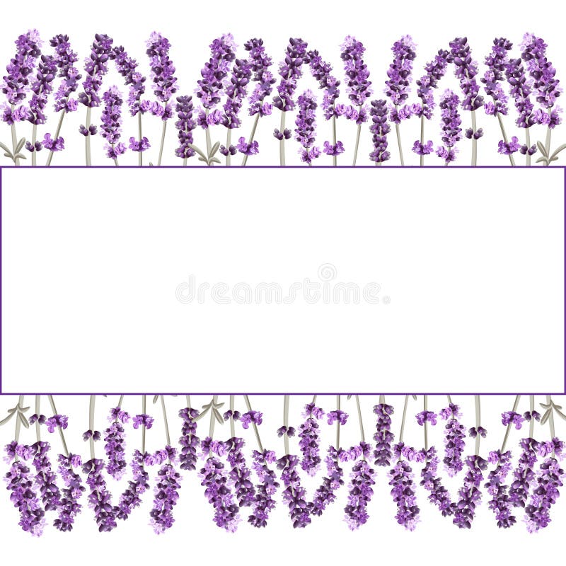 Vector Image of a Frame with Lavender Sprigs in Lilac Colors Stock ...