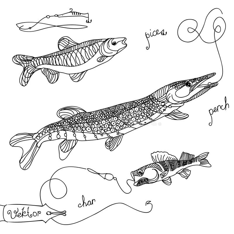 Vector Image of Freshwater Fish Stock Vector - Illustration of mining ...