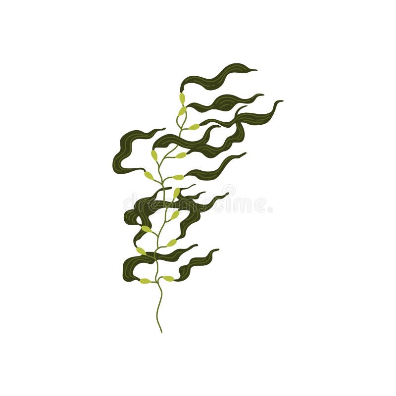 Vector Image of Green Exotic Algae with Long Leaves Forming a Living ...