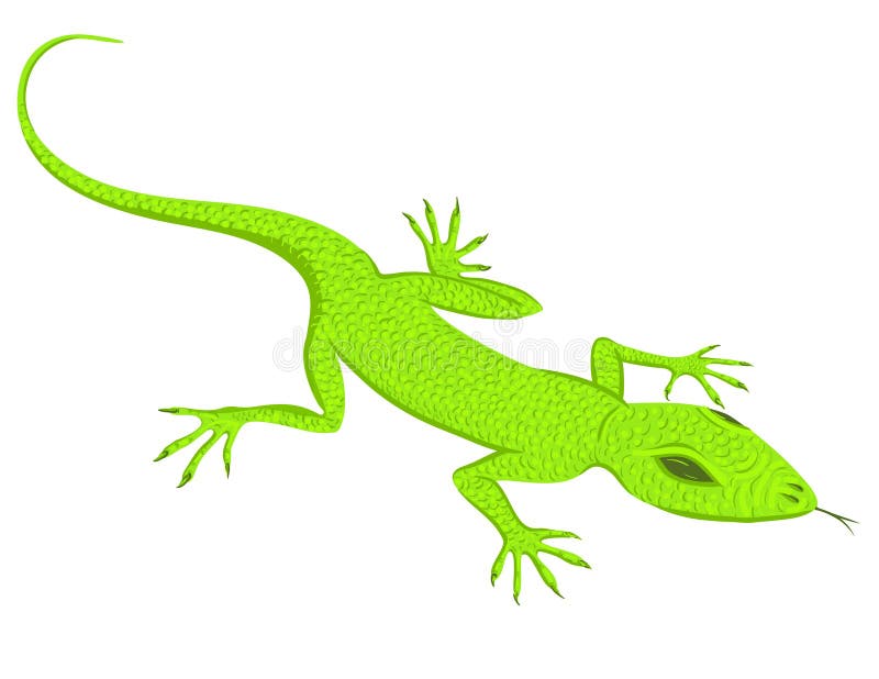 Anole Stock Illustrations – 76 Anole Stock Illustrations, Vectors ...