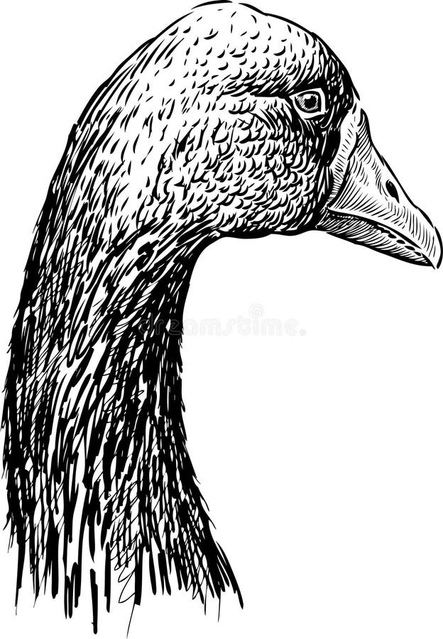 Head of goose stock vector. Illustration of white, village - 30158269