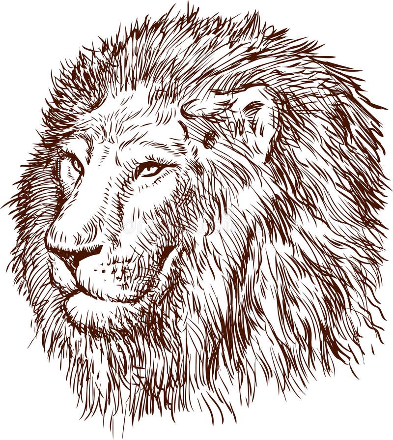 Lion head stock vector. Illustration of lion, portrait - 21172580