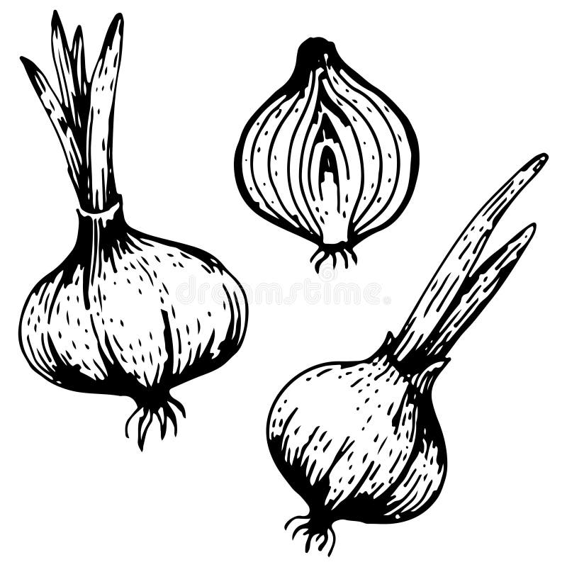 Vector Image, Isolated Onion Icon. Red Onion Bulb and Rings Stock ...