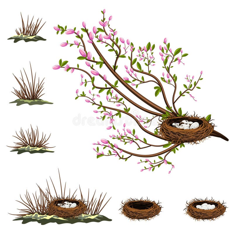 Bird's Nest Tree Stock Illustrations – 356 Bird's Nest Tree Stock ...