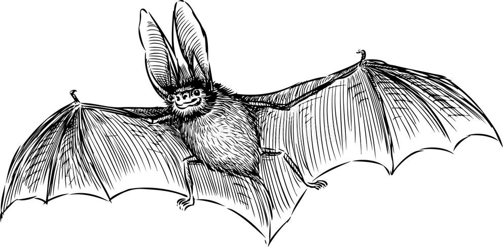 Long Eared Stock Illustrations – 1,568 Long Eared Stock Illustrations ...