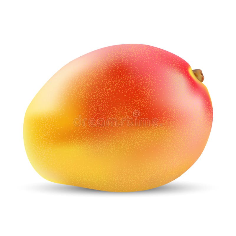 Vector Image of Mango Fruit on a White Background. Stock Vector ...