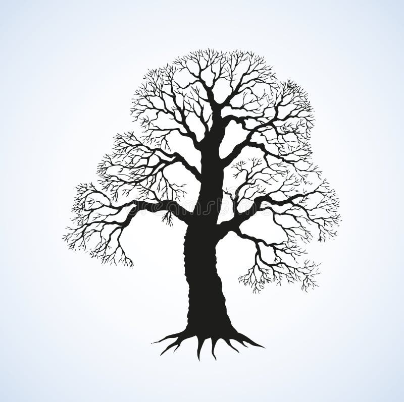 Vector Image of Mighty Tree with Bare Branches Stock Vector ...