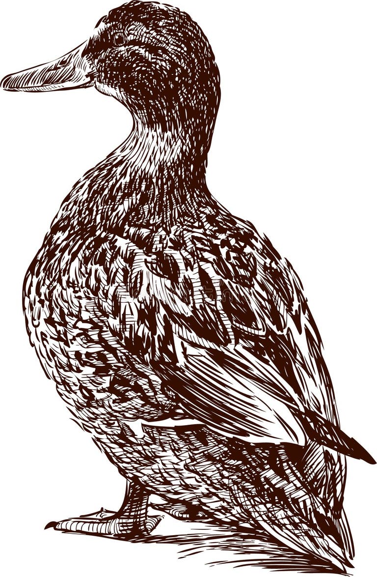 Duck Legs Stock Illustrations – 3,712 Duck Legs Stock Illustrations ...