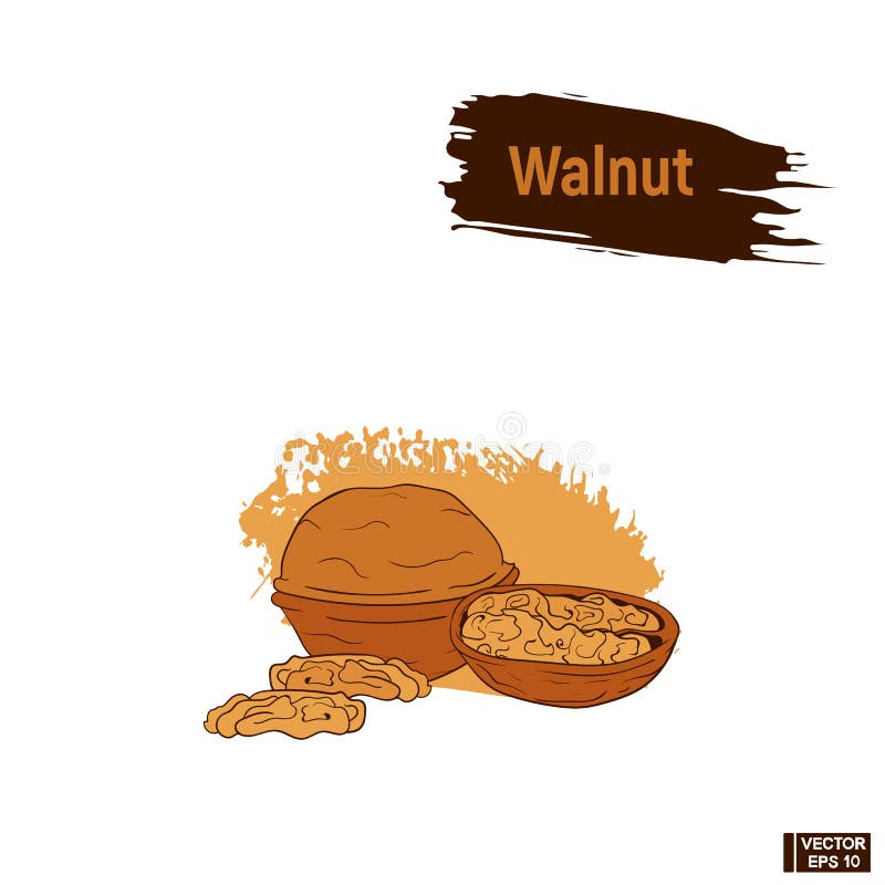 Colored Image of Walnut Ink Stock Vector - Illustration of collection ...