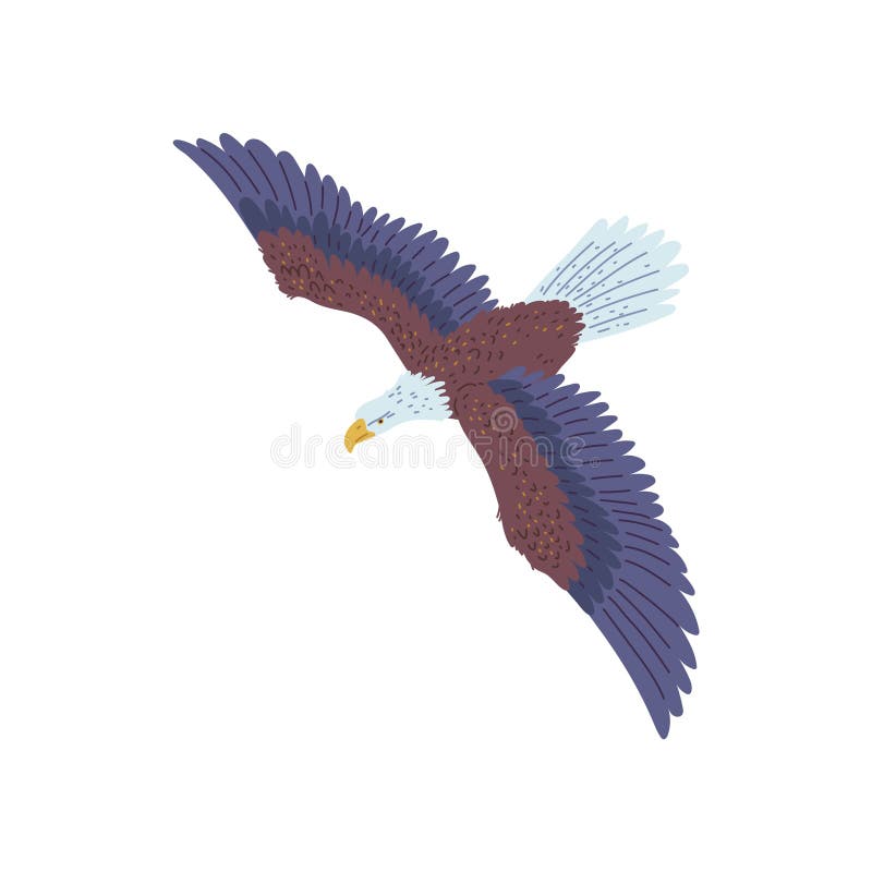 The Vector Image of a Rapidly Flying Bald Eagle with Wings, Beak and ...