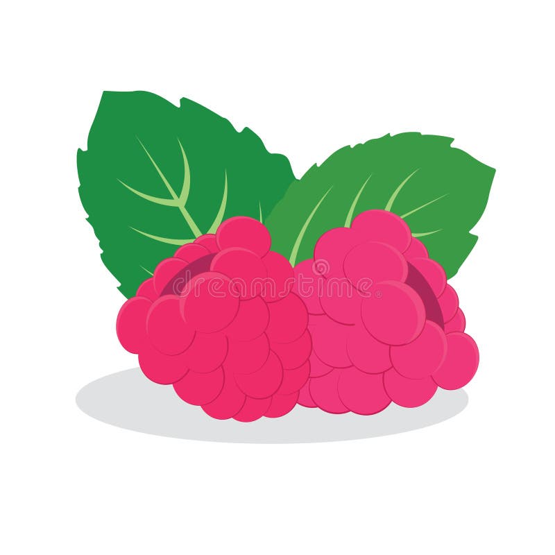 Vector Image of Raspberries with Leaves Isolated on White Background ...