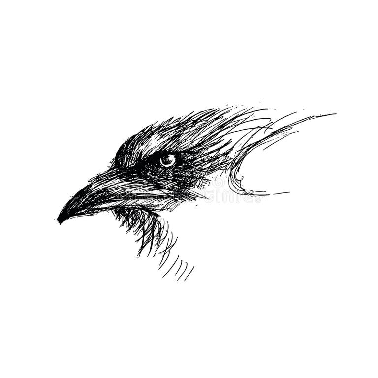 Vector Image of a Raven Head Isolated on White Background. Stock Vector ...