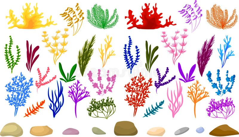 Vector image of seaweed stock vector. Illustration of isolated - 139251244