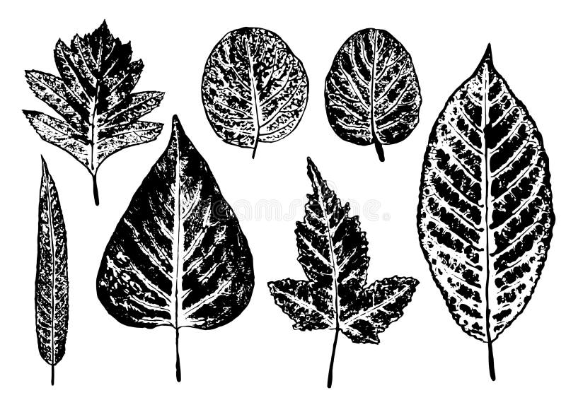 Set of Ink Prints of Stamped Leaves Stock Vector - Illustration of ...