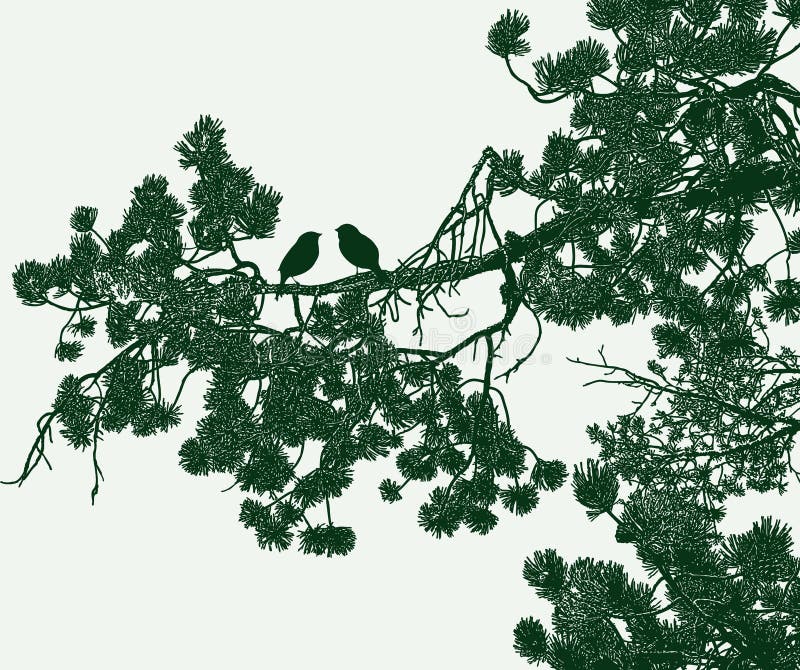 Vector Image of Silhouettes of Branches of Mediterranean Pine Tree ...