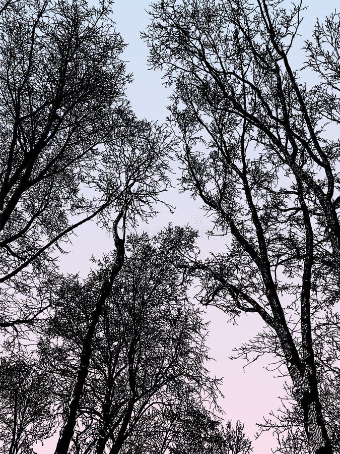 Set of Silhouettes of Deciduous and Coniferous Trees Stock Vector ... Set of Silhouettes of Deciduous and Coniferous Trees Stock Vector ...