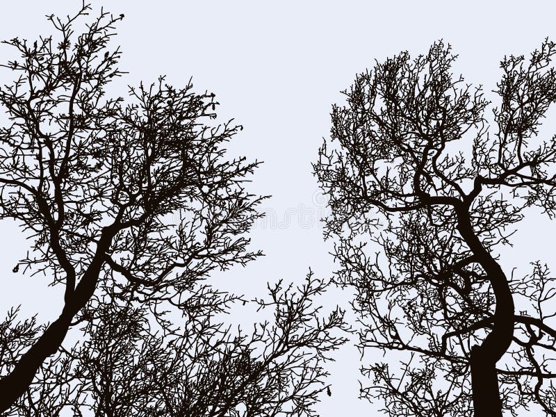 Vector Image of Silhouettes of Deciduous Trees in Winter Stock Vector ...