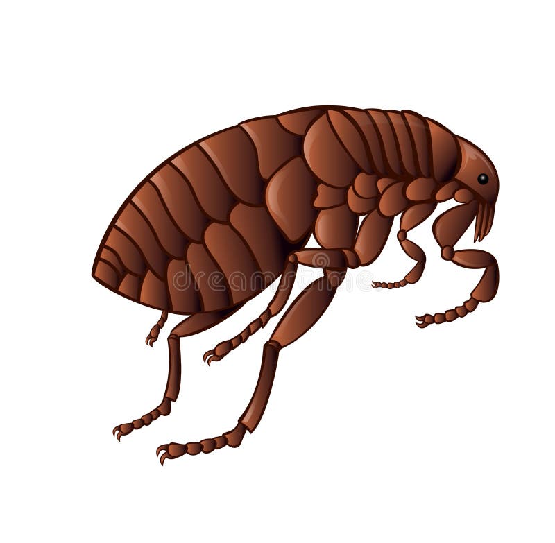 Flea Stock Illustrations – 6,413 Flea Stock Illustrations, Vectors ...