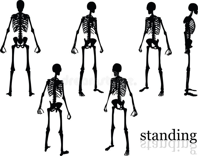 Skeleton Standing - Pencil Drawing Style Stock Illustration ...