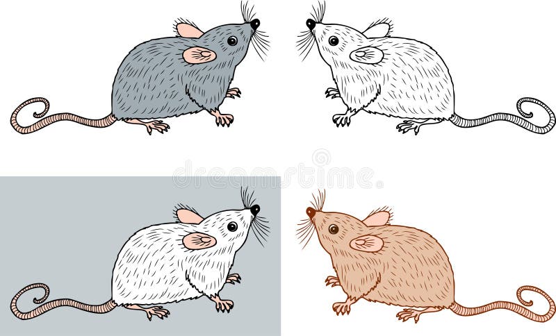 Vector Image of the Small Rats Stock Vector - Illustration of white ...