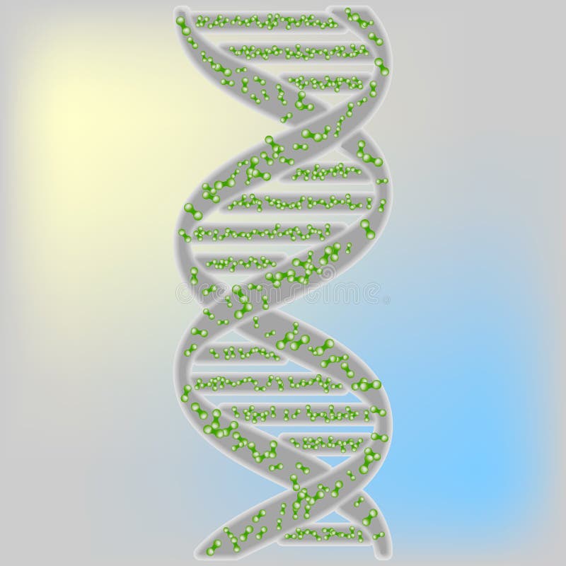 Vector Image of the Structure of DNA, Graphic Anatomy. Molecule on a ...