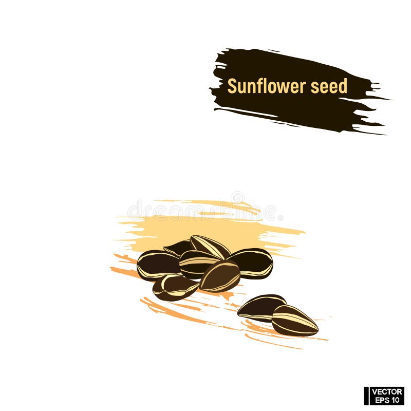 Sunflower Seeds, Colored Ink Sketch Stock Illustration - Illustration ...