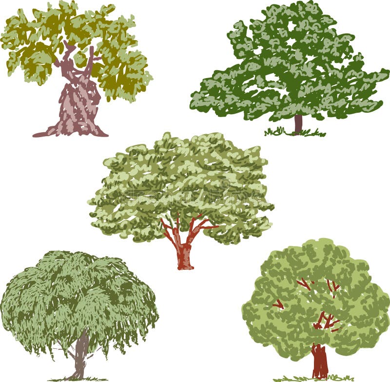 Vector Image of Various Deciduous Trees Sketches Stock Vector ...