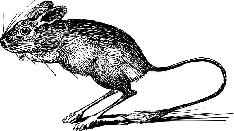 Jerboa stock illustration. Illustration of cute, mammal - 61739943