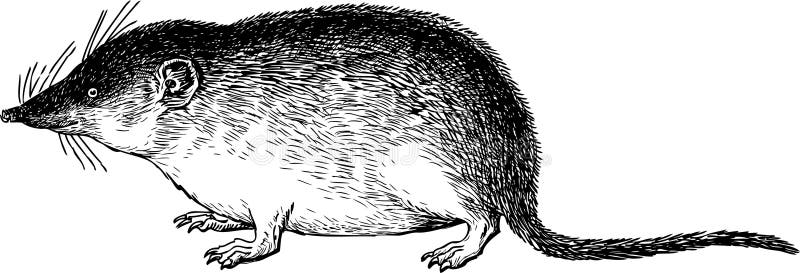 Muskrat Stock Illustrations – 941 Muskrat Stock Illustrations, Vectors ...