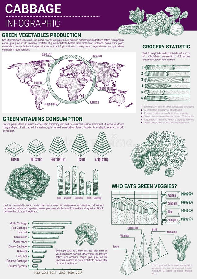 Vector Infographic Cabbage Vegetable Products Stock Vector ...