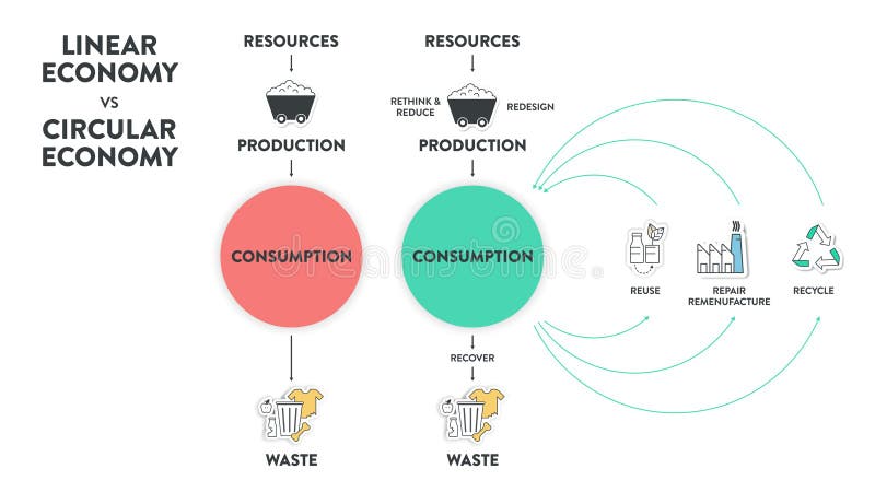 The Vector Infographic Diagram of the Difference between the Circular ...
