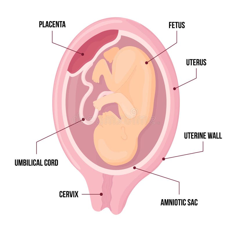 Fetus Womb Diagram Stock Illustrations – 154 Fetus Womb Diagram Stock ... Fetus Womb Diagram Stock Illustrations – 154 Fetus Womb Diagram Stock ...
