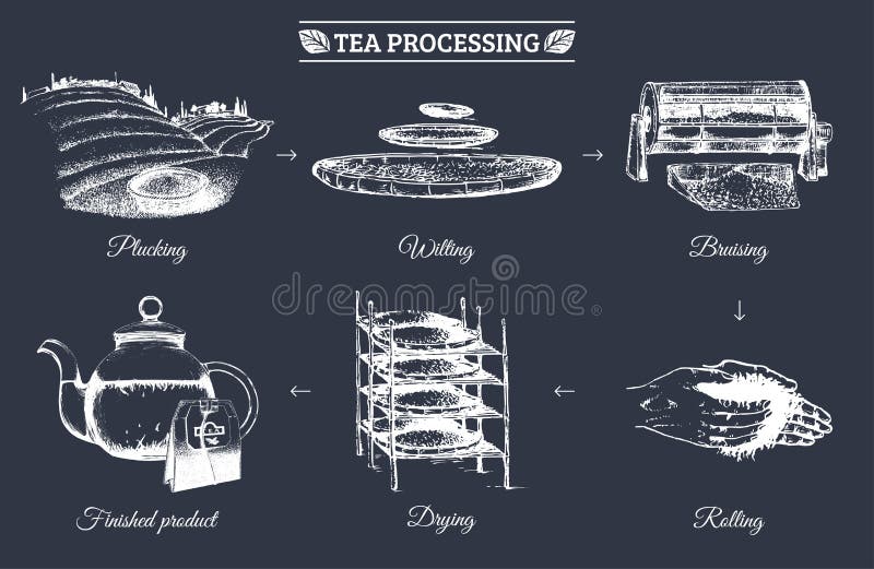 Vector Infographics with Illustrations of Tea Processing. Hand Sketched ...