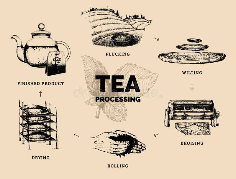 Tea Processing Stock Illustrations – 559 Tea Processing Stock ...